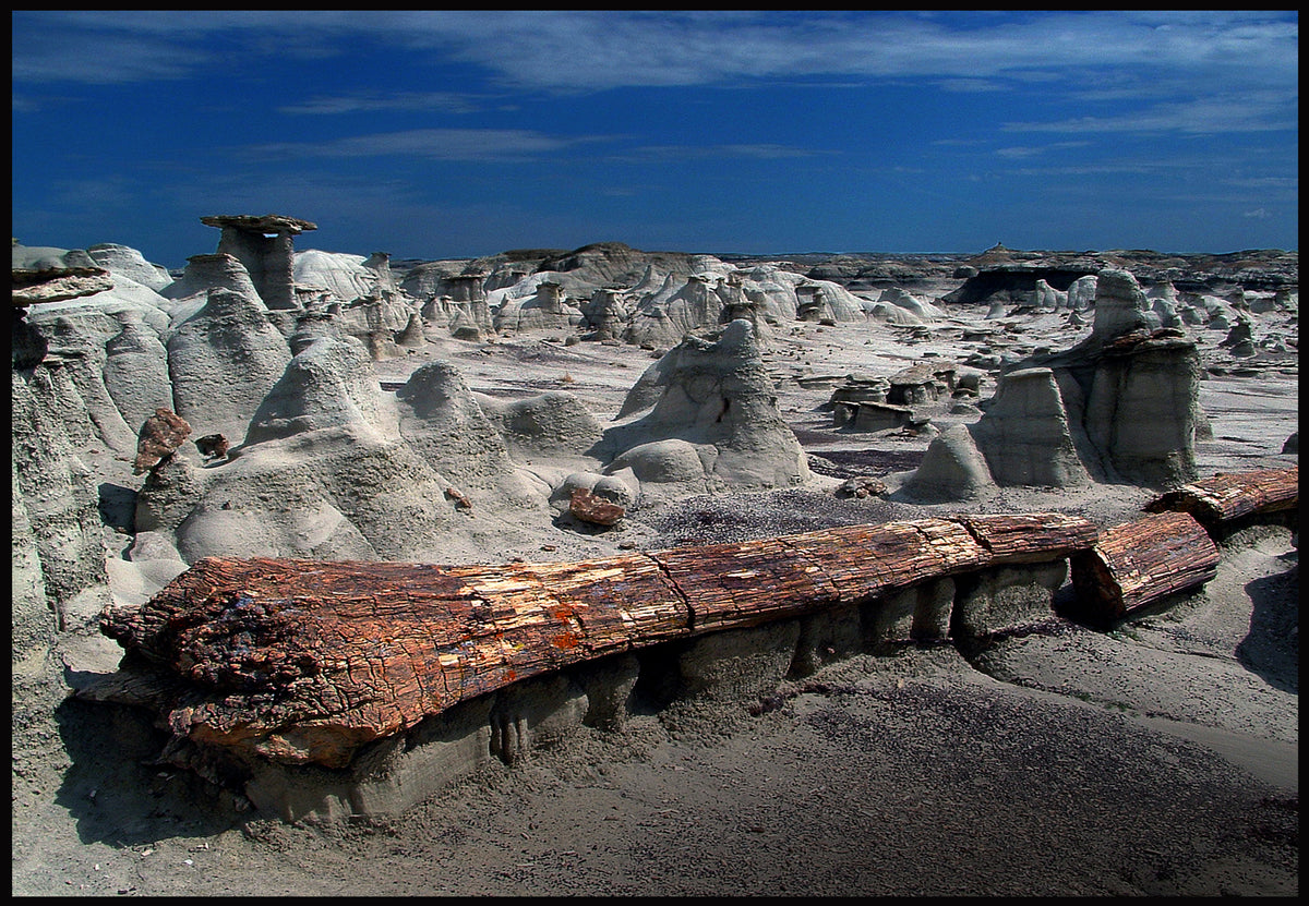 Fossilized Tree Frozen In Time --- Bisti Flats – USABYWAYS.COM